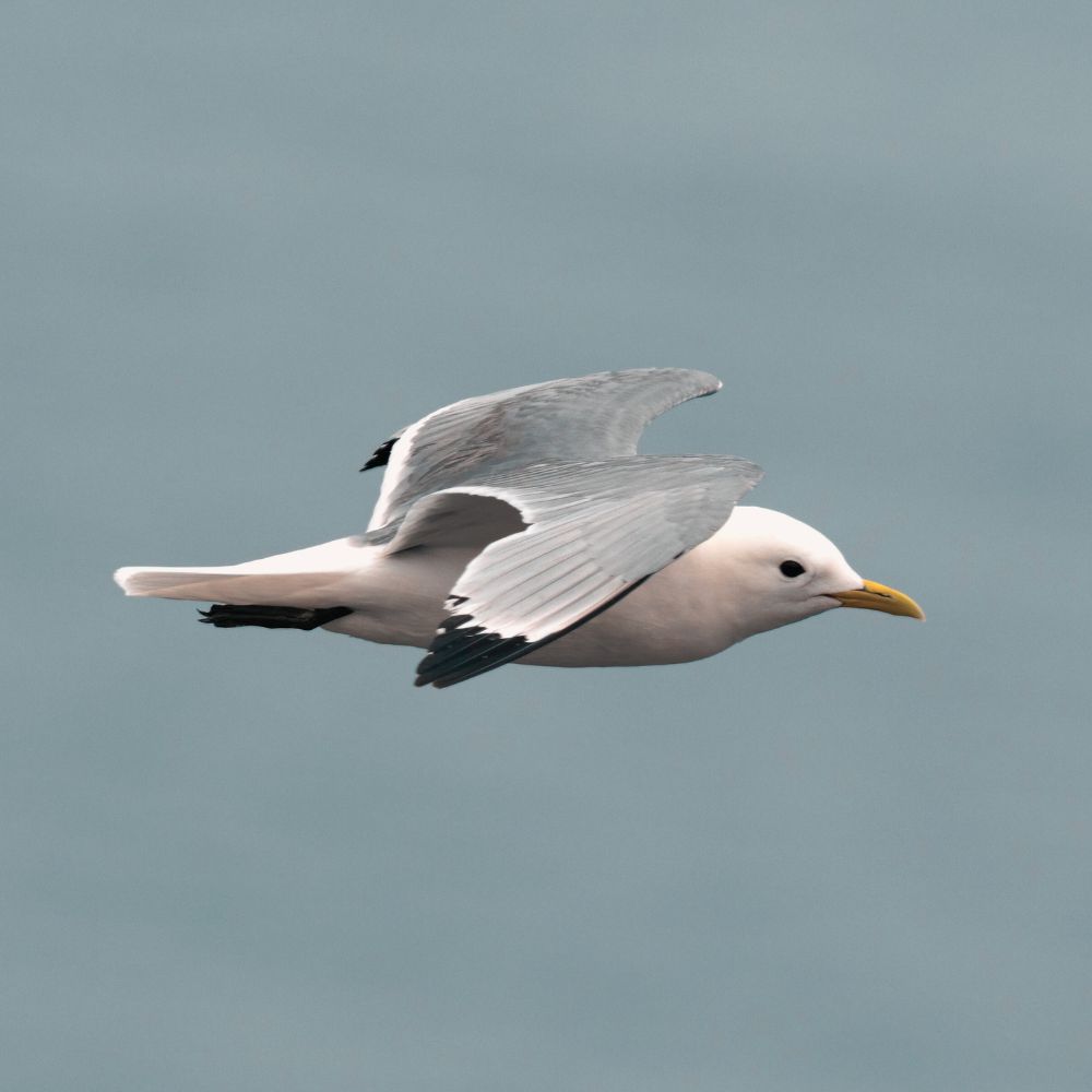 Artificial Nesting Structures - MintMech